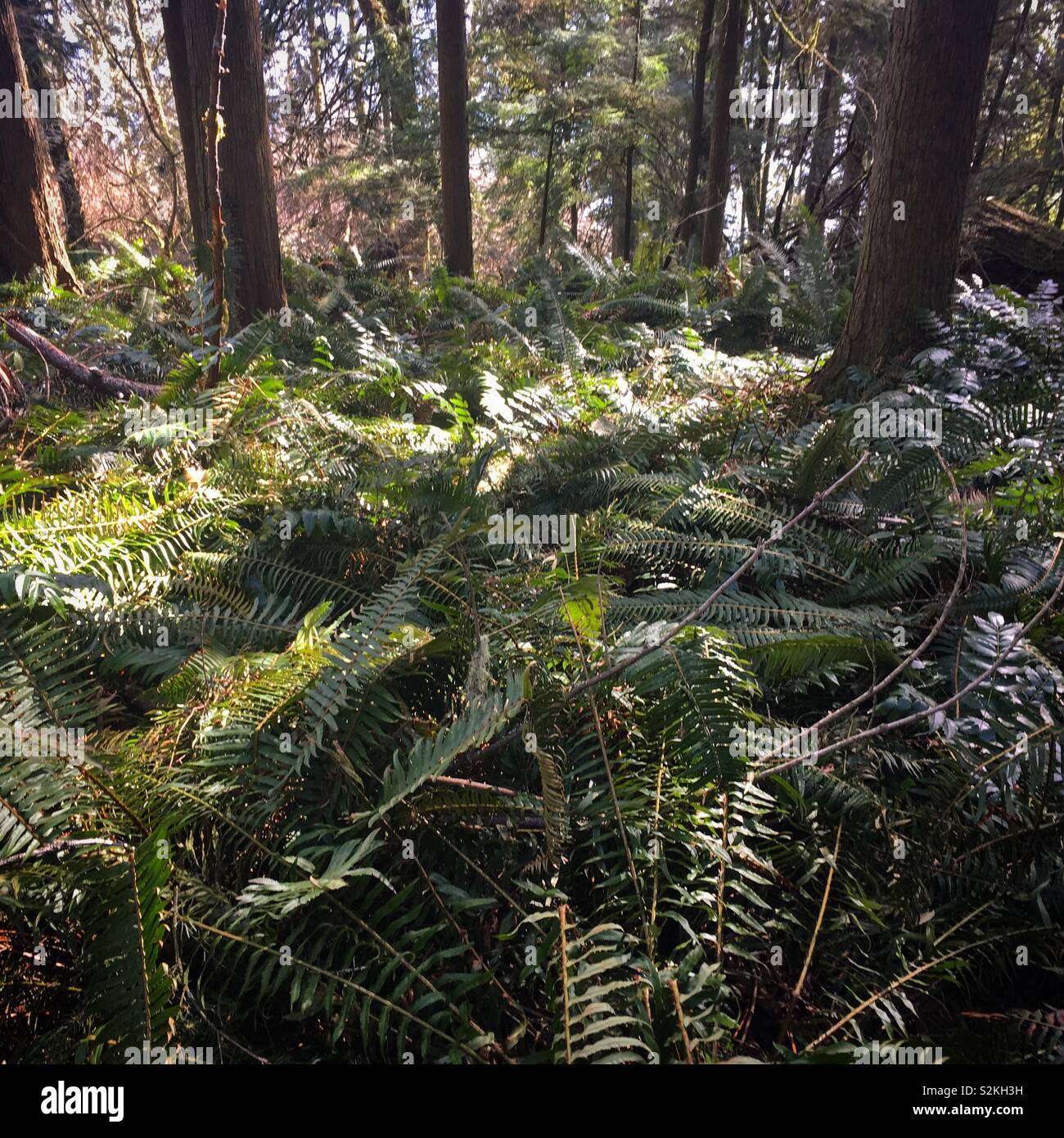 Fern forest floor hi-res stock photography and images - Alamy