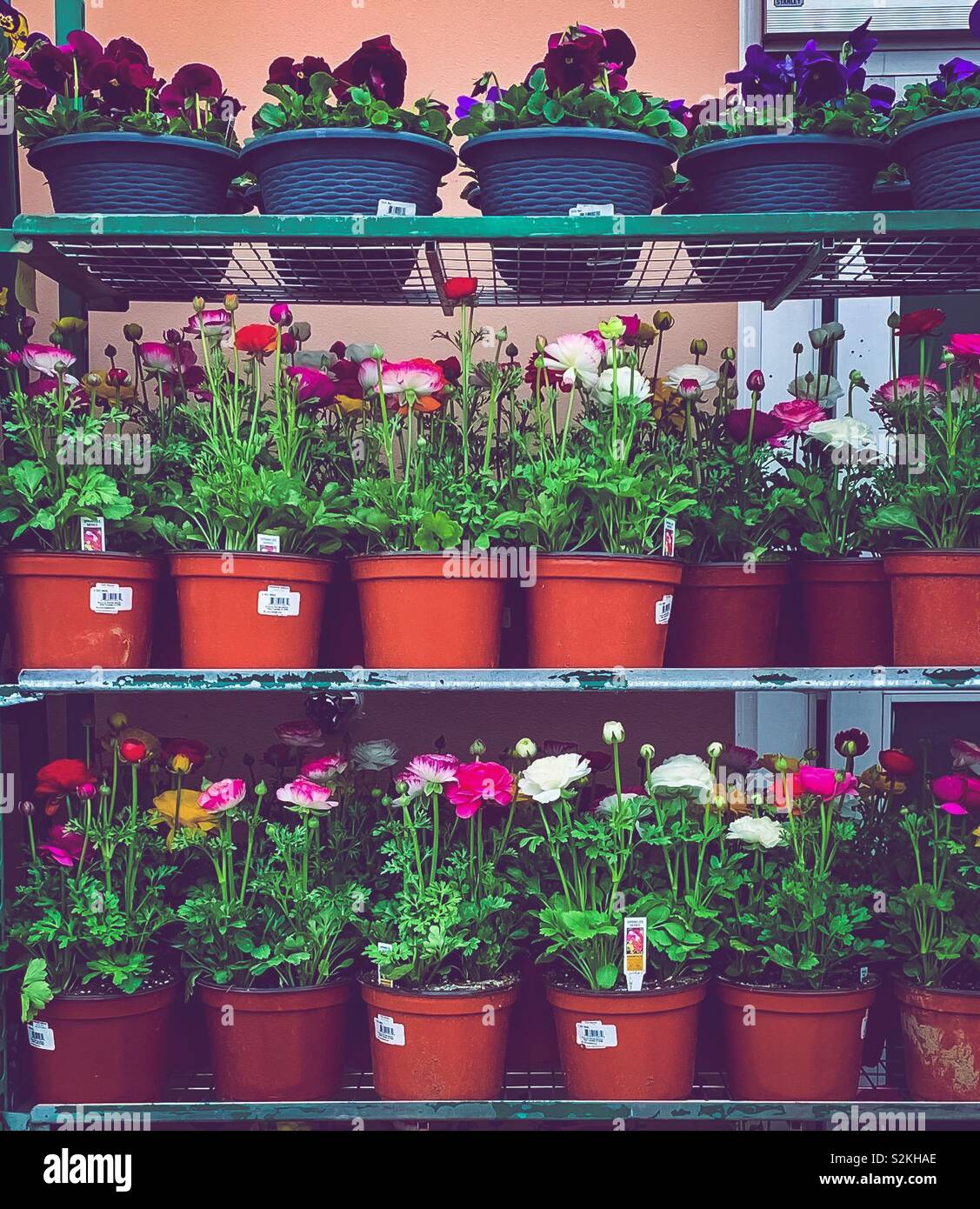 Floral pots hi-res stock photography and images - Alamy