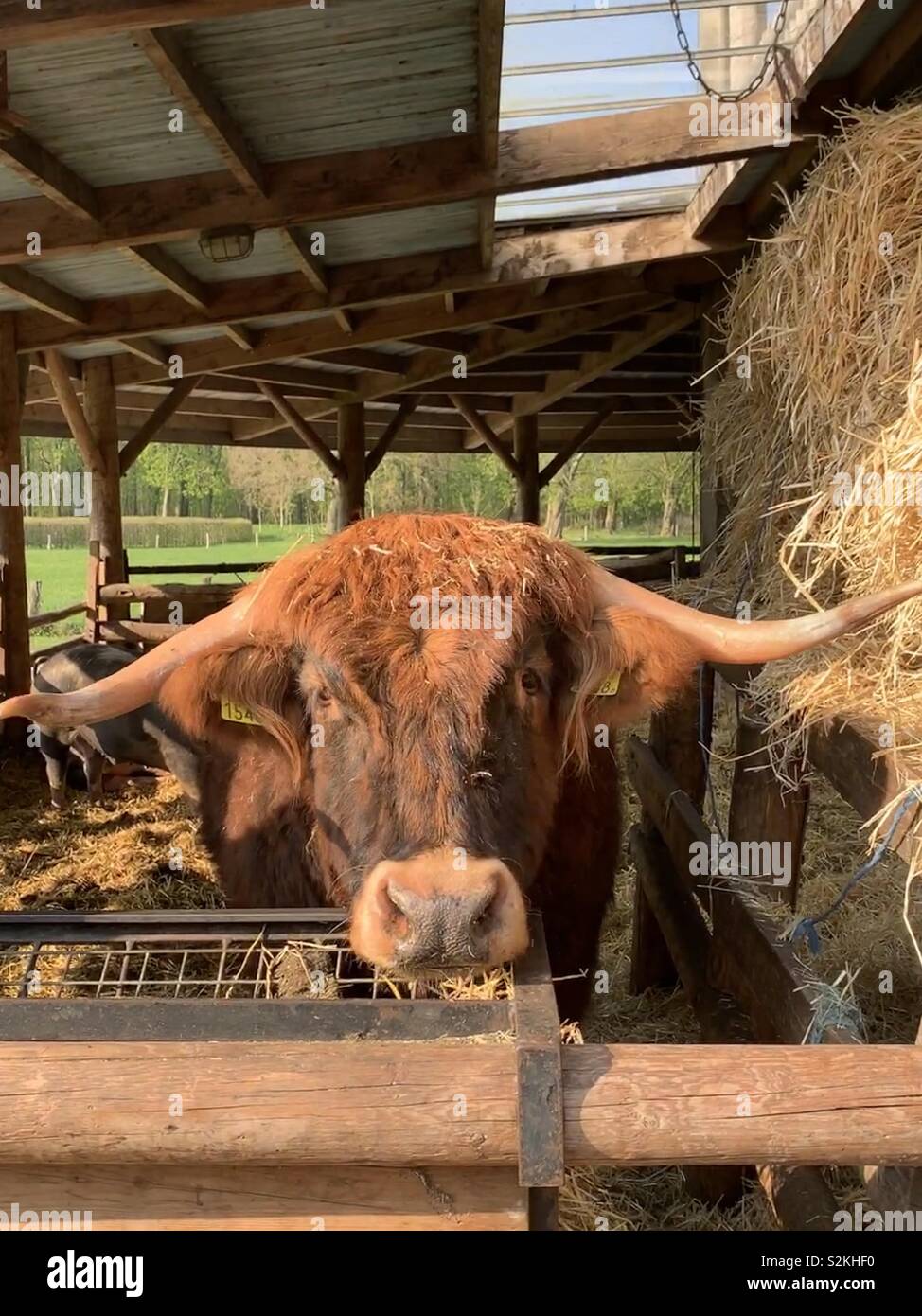 Cow straw hi-res stock photography and images - Alamy