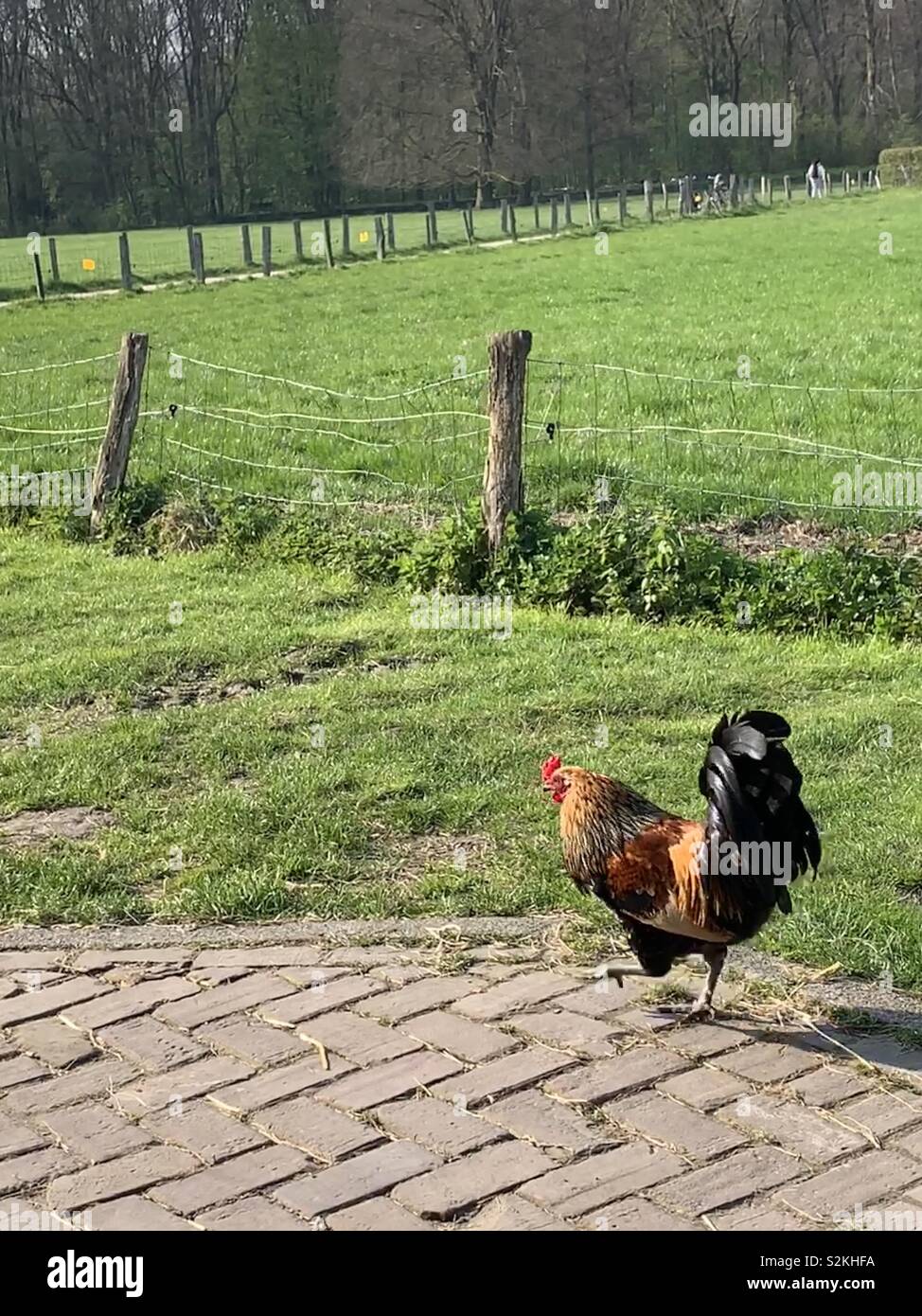 Chicken fence hi-res stock photography and images - Alamy