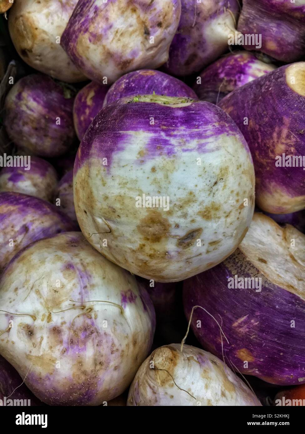 Full frame of finest fresh delicious ripe turnips on display and for ...