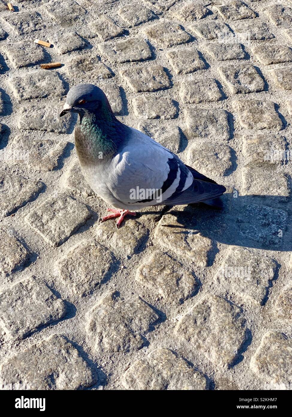 Pesky pigeon hi-res stock photography and images - Alamy