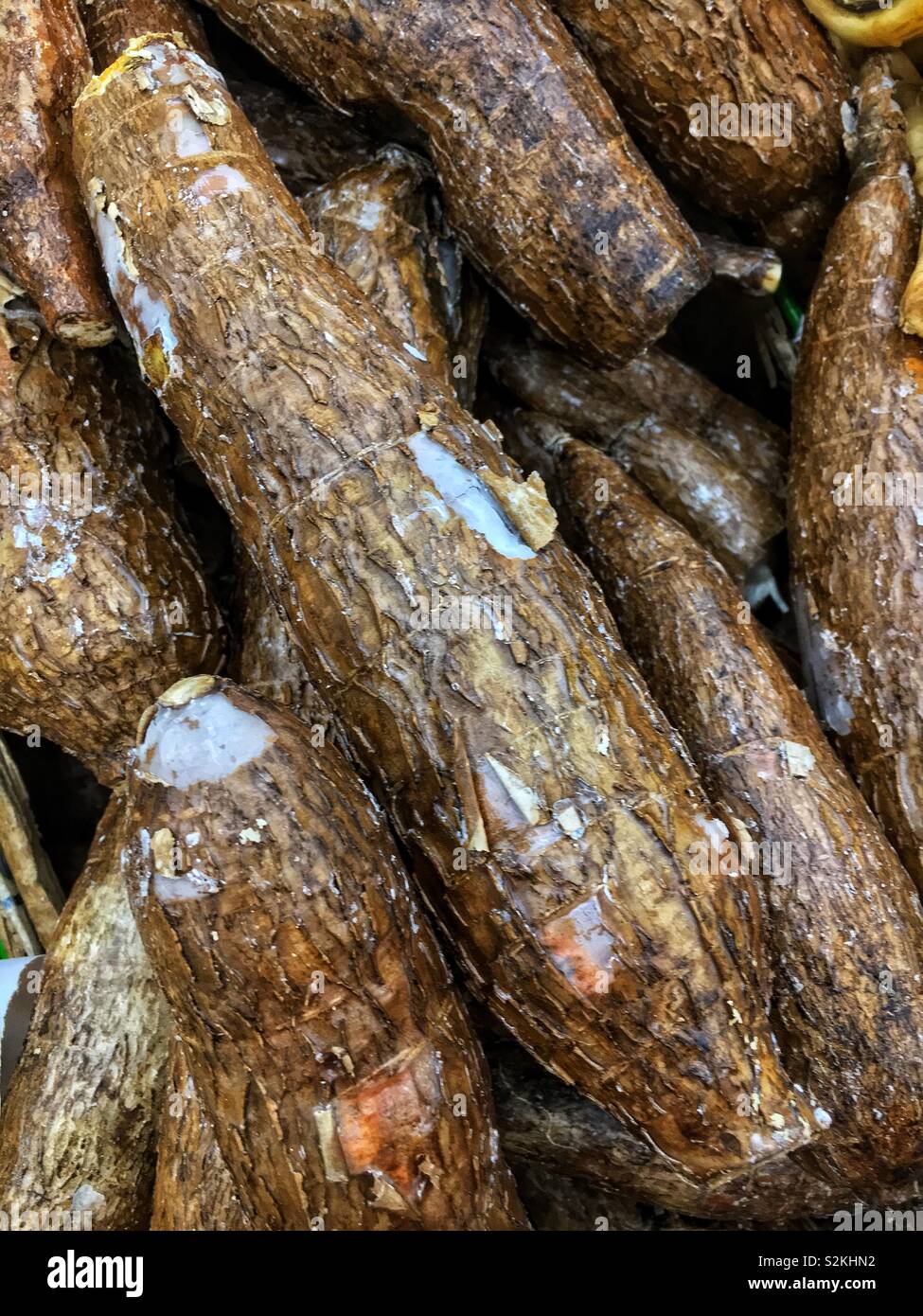 Fresh delicious tasty ripe Brazilian arrowroot, tropical yuca, aipim ...