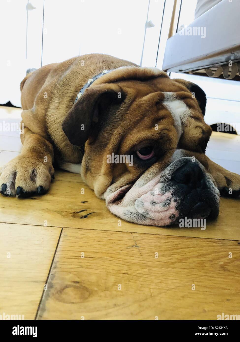 Dog with wrinkles hi-res stock photography and images - Alamy