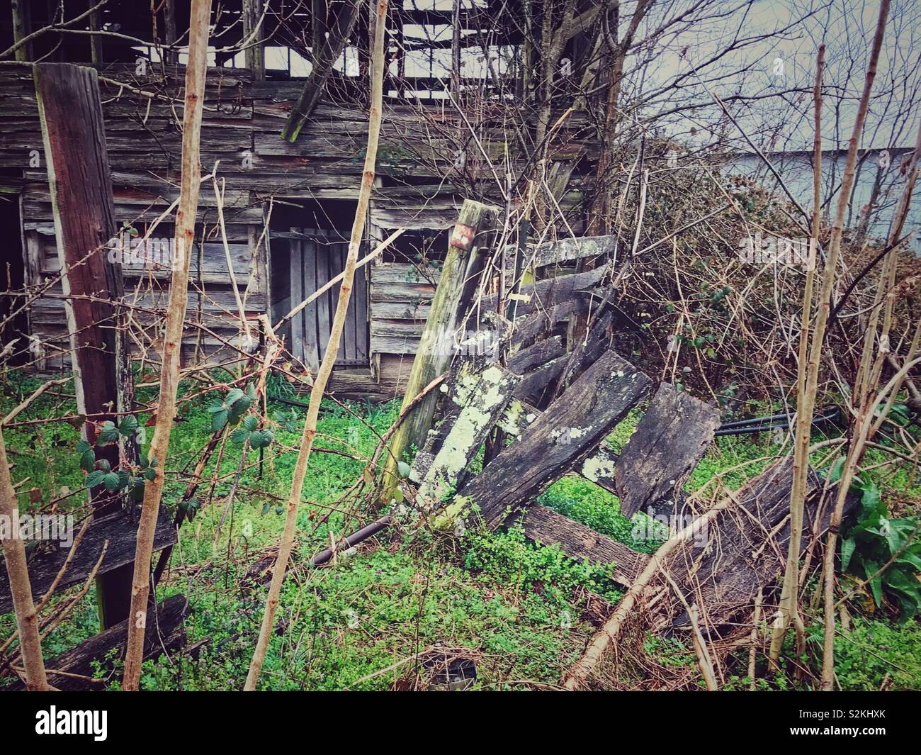 Dilapidated, moss covered, overgrown gate and barn Stock Photo - Alamy