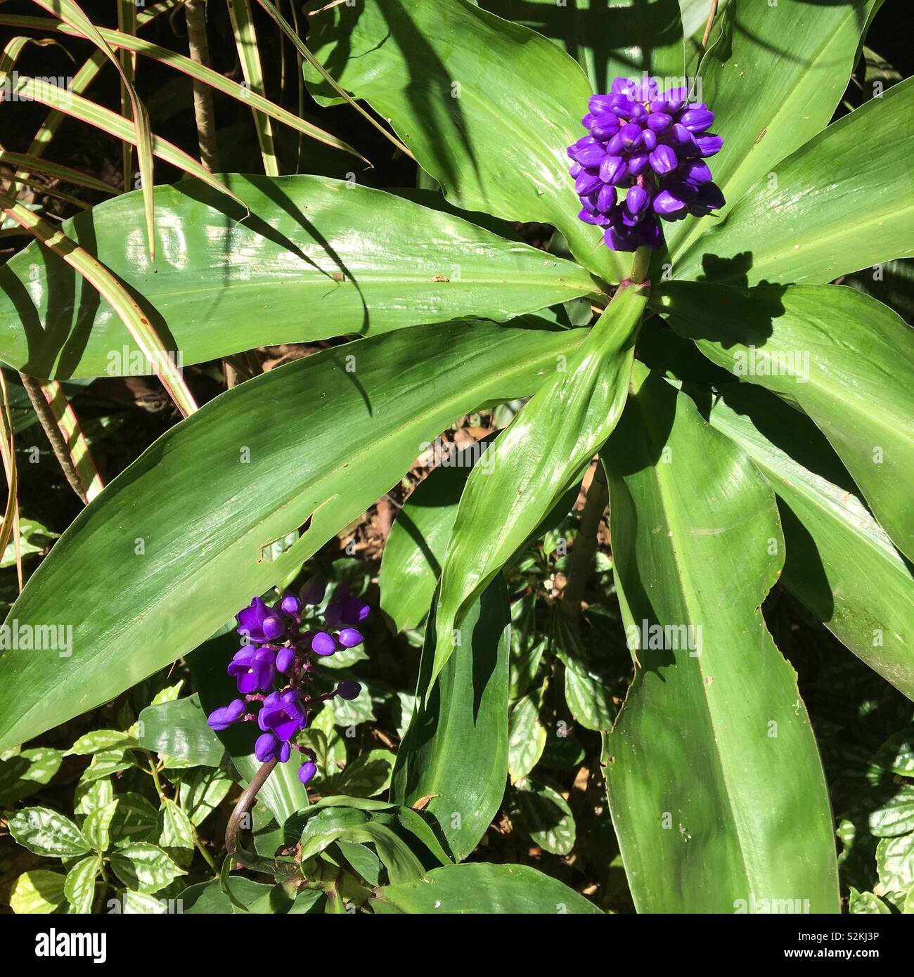 Pretty purple pods hi-res stock photography and images - Alamy