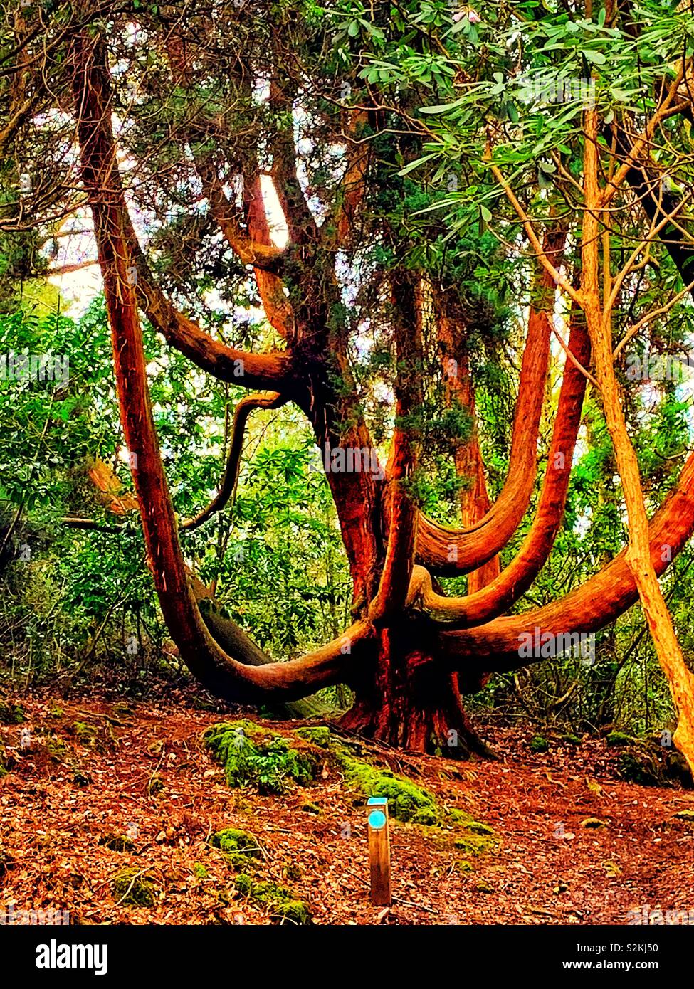 Singular tree hi-res stock photography and images - Alamy