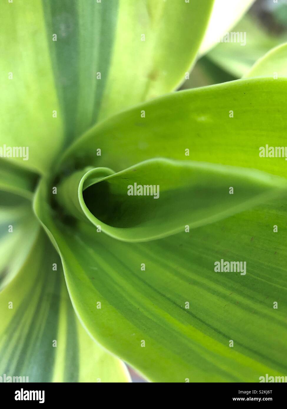 Plants shoot hi-res stock photography and images - Alamy