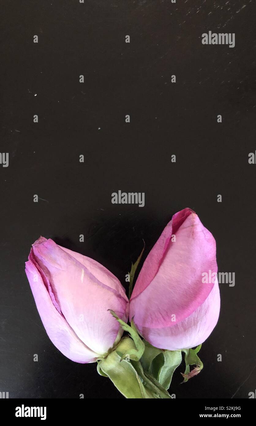 Two pink roses card design isolated Stock Photo - Alamy