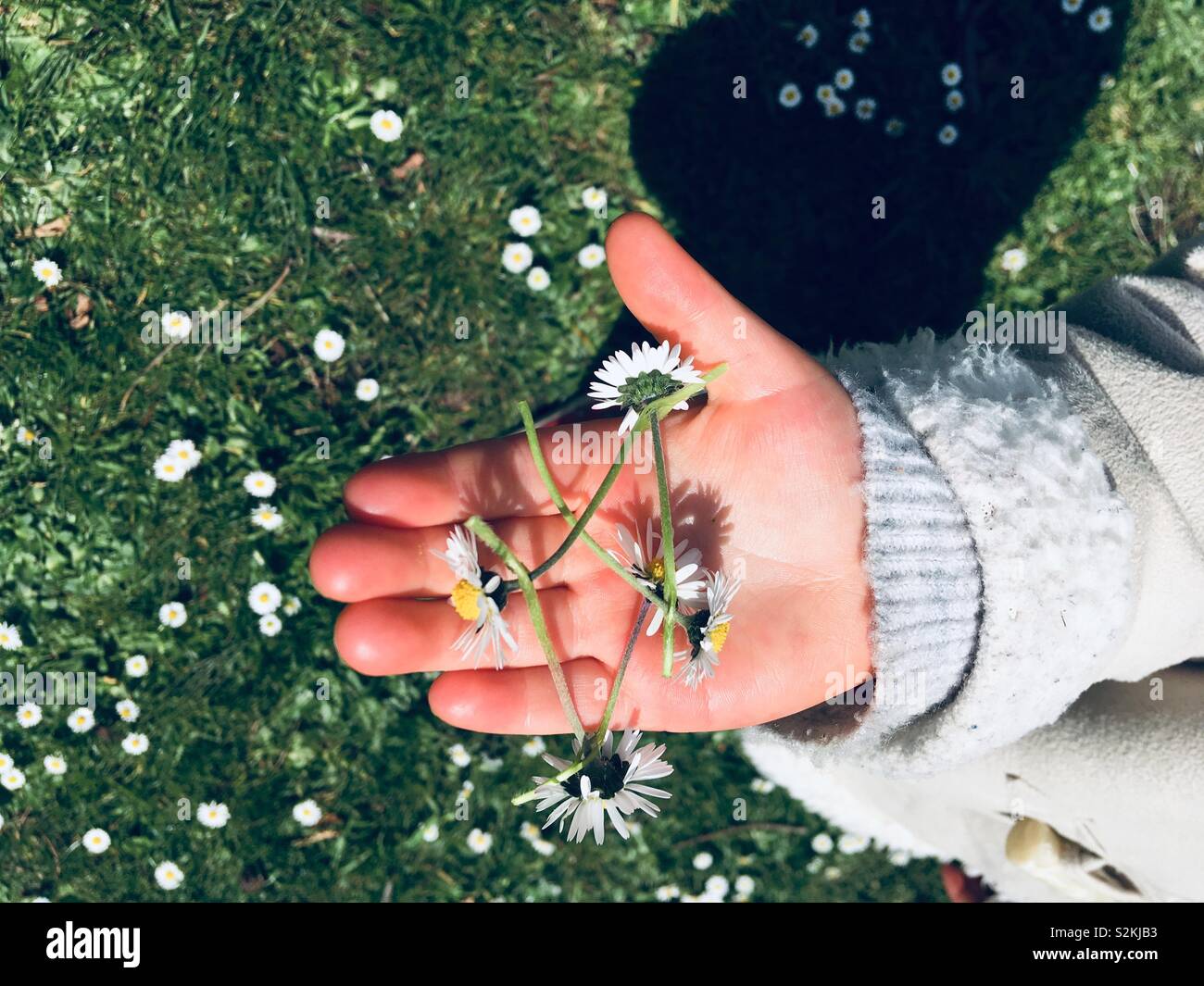 Daisy chain in girls hand Stock Photo - Alamy