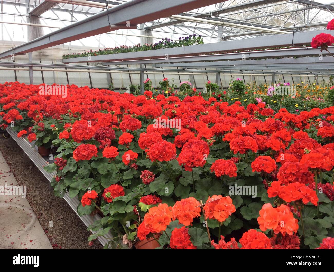 Geranium indoor plant hi-res stock photography and images - Alamy
