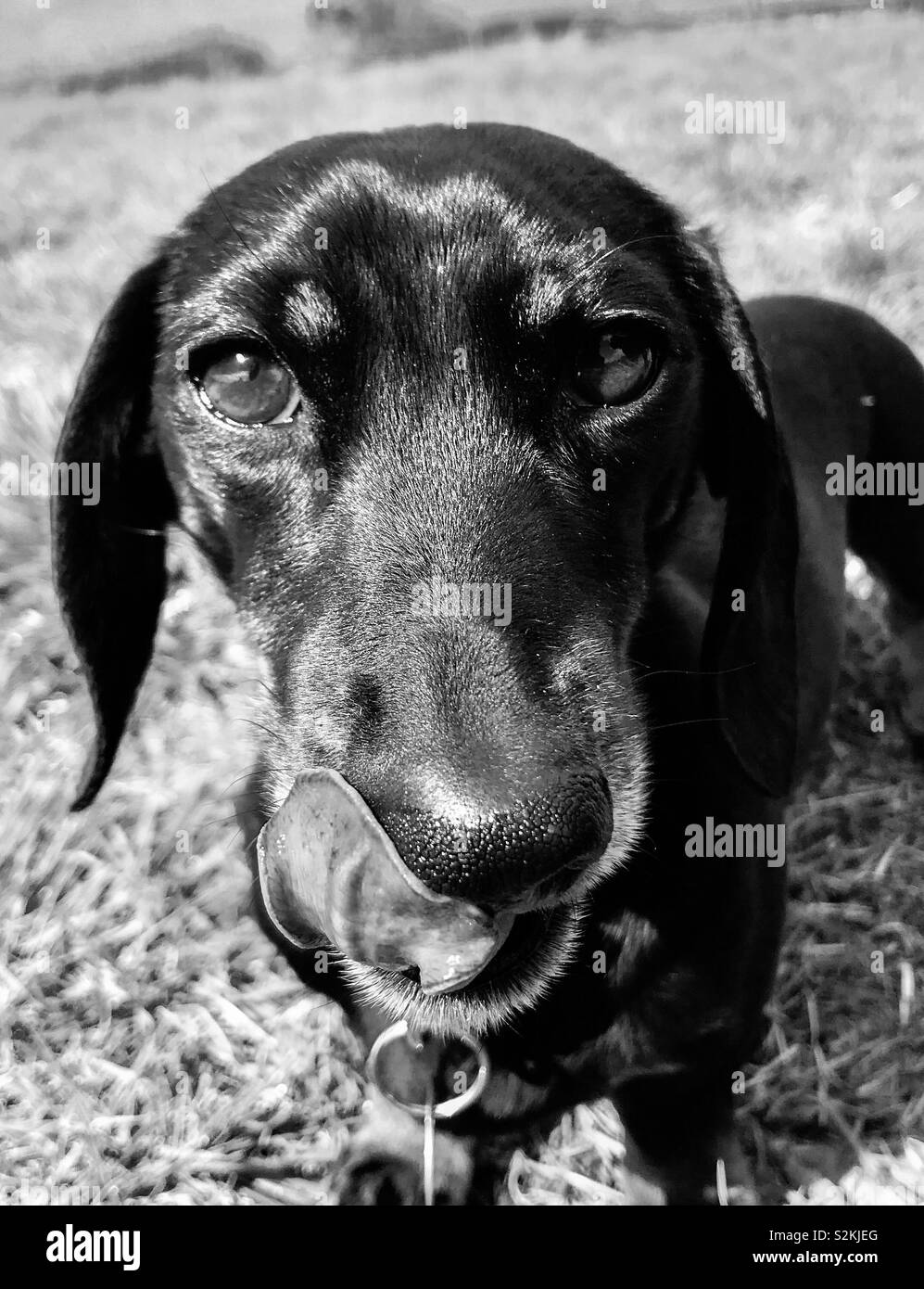 Dash the dog Black and White Stock Photos & Images - Alamy