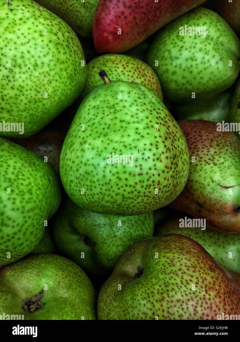 Full frame of fresh delicious ripe raw forelle pears on display and for ...