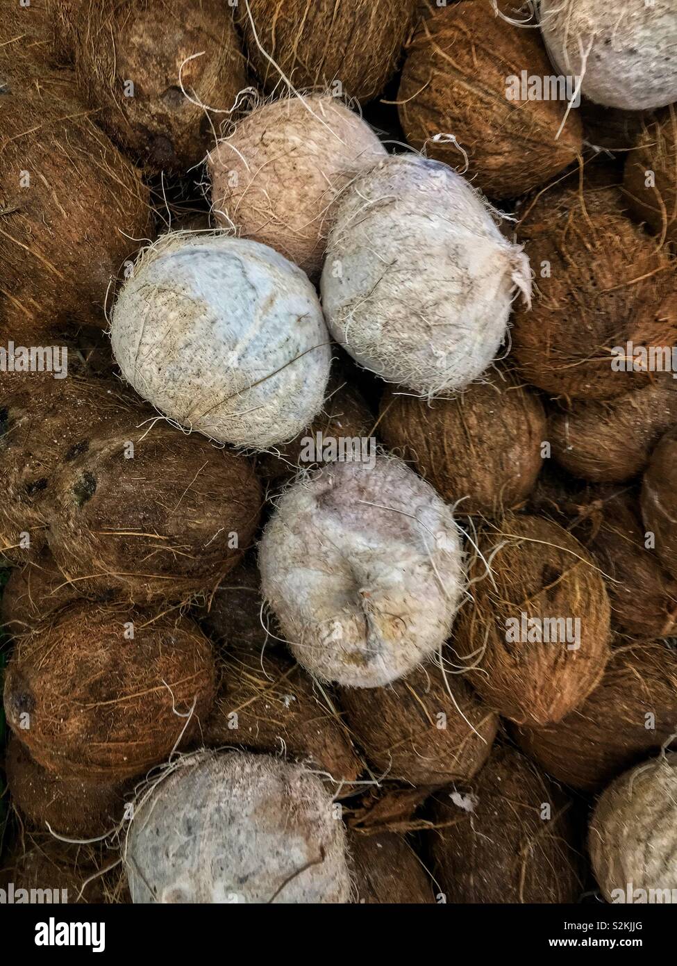 Full frame of fresh delicious ripe raw white and brown coconuts on ...