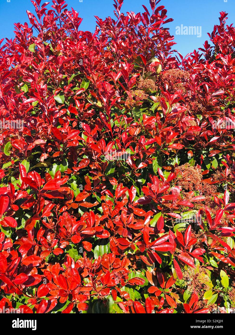 Spring hedge glorious colours Stock Photo - Alamy