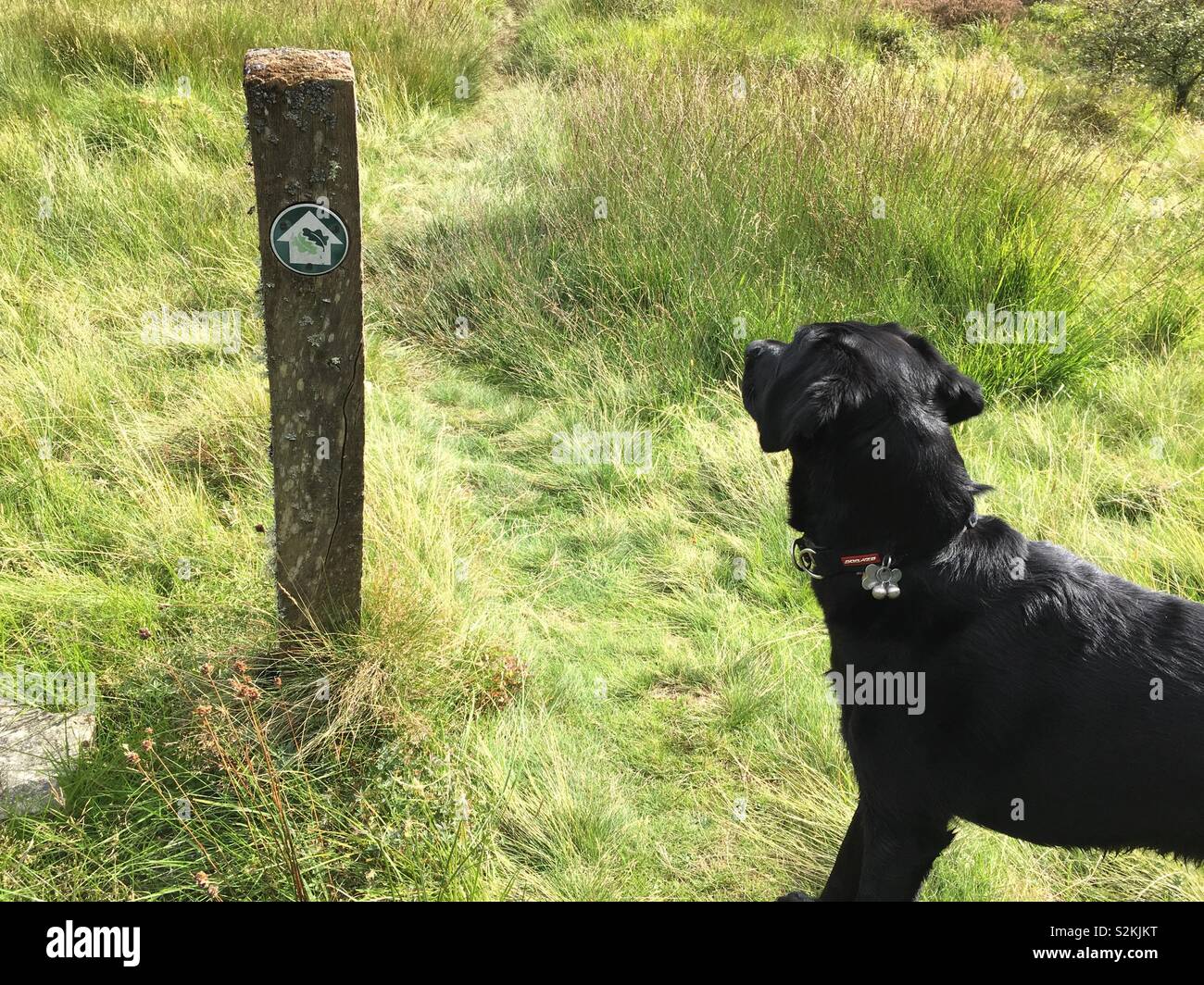 Walking sign countryside dog hi-res stock photography and images - Alamy
