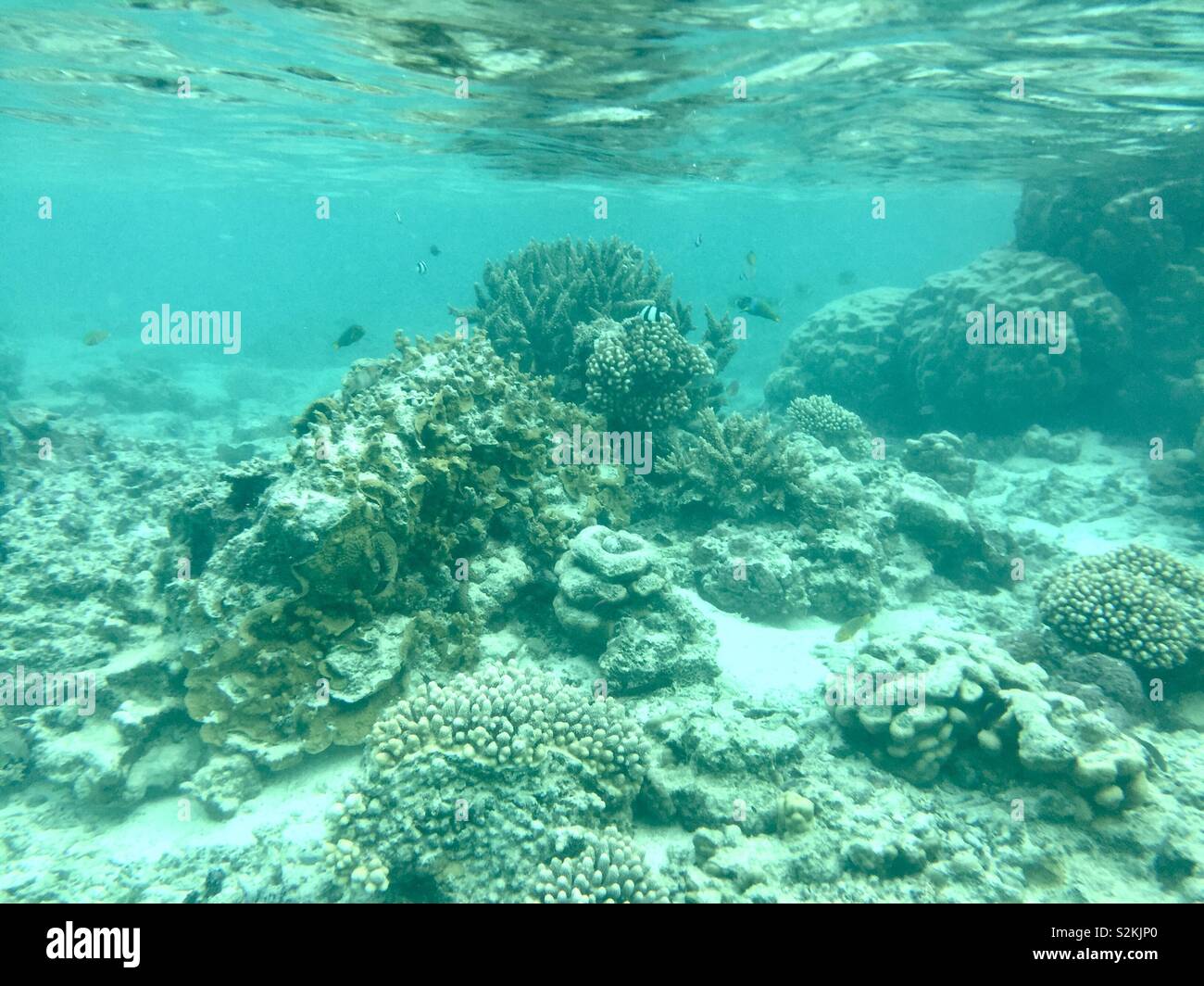 Cook islands fish under water hi-res stock photography and images - Alamy