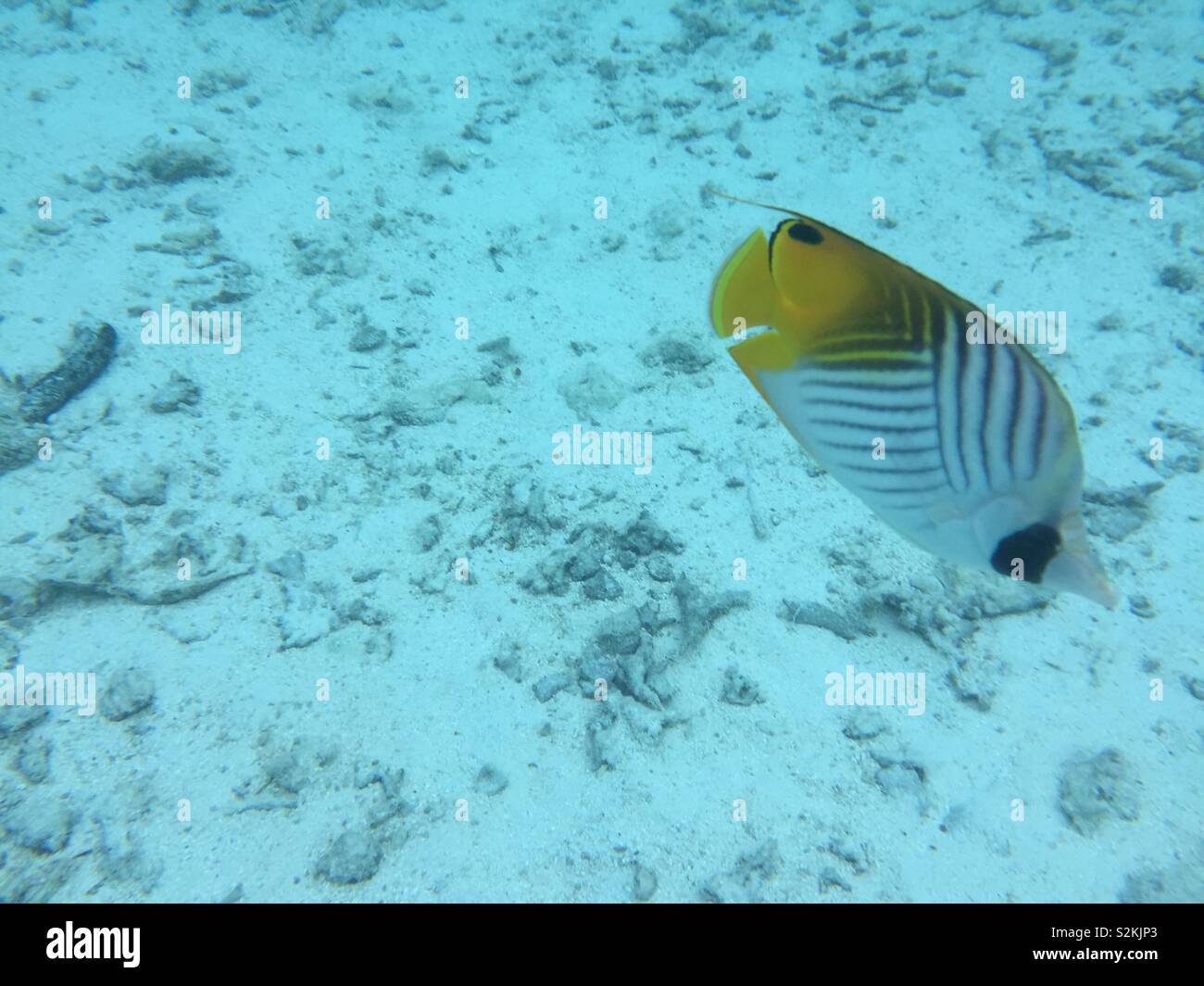 Yellow and white fish swimming, Rarotonga, Cook Islands Stock Photo - Alamy