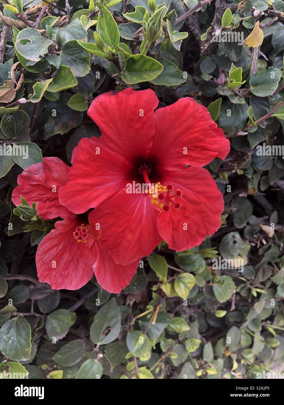 Tropical red flower Stock Photo - Alamy