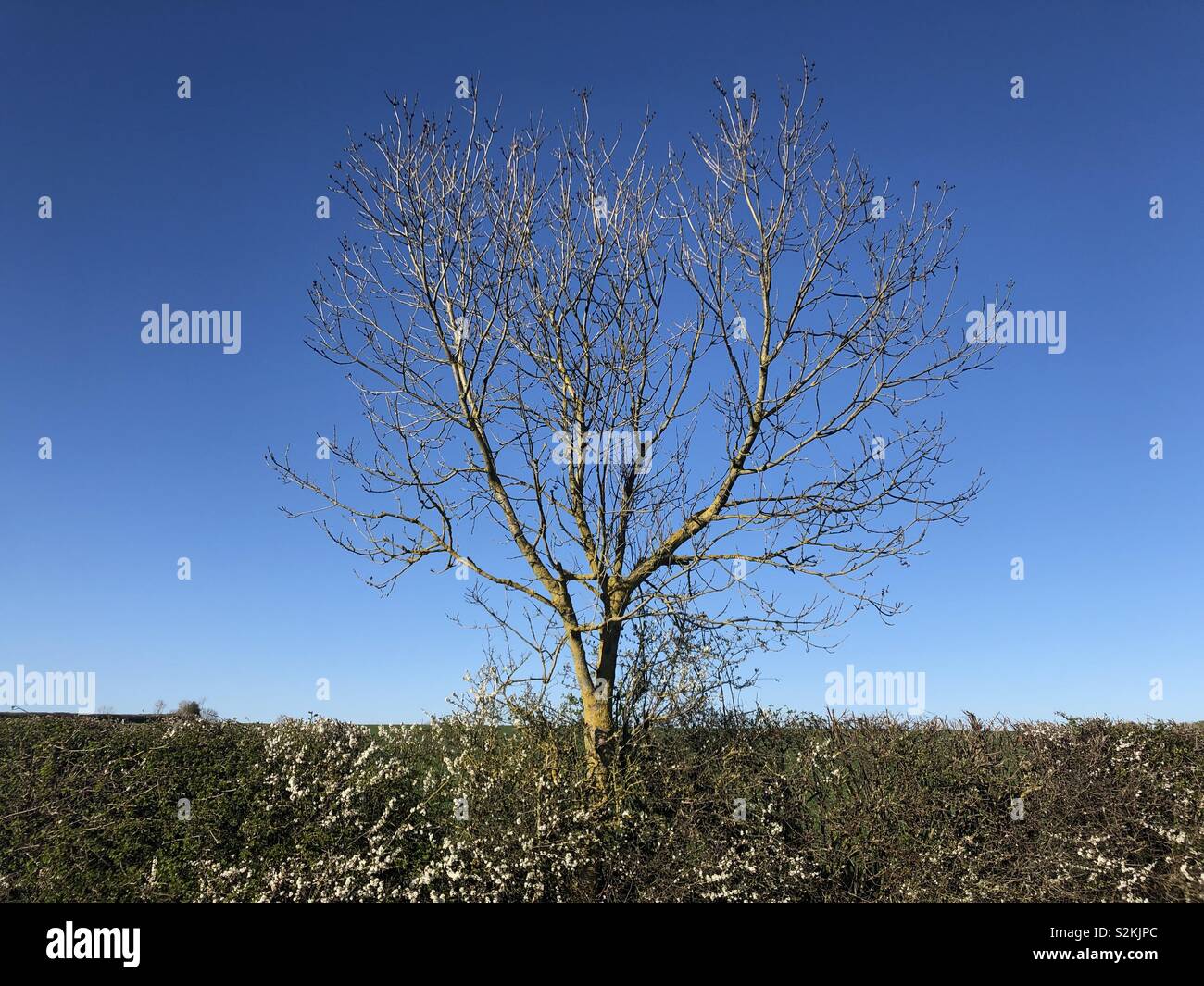 Ancient hedgerow hi-res stock photography and images - Alamy