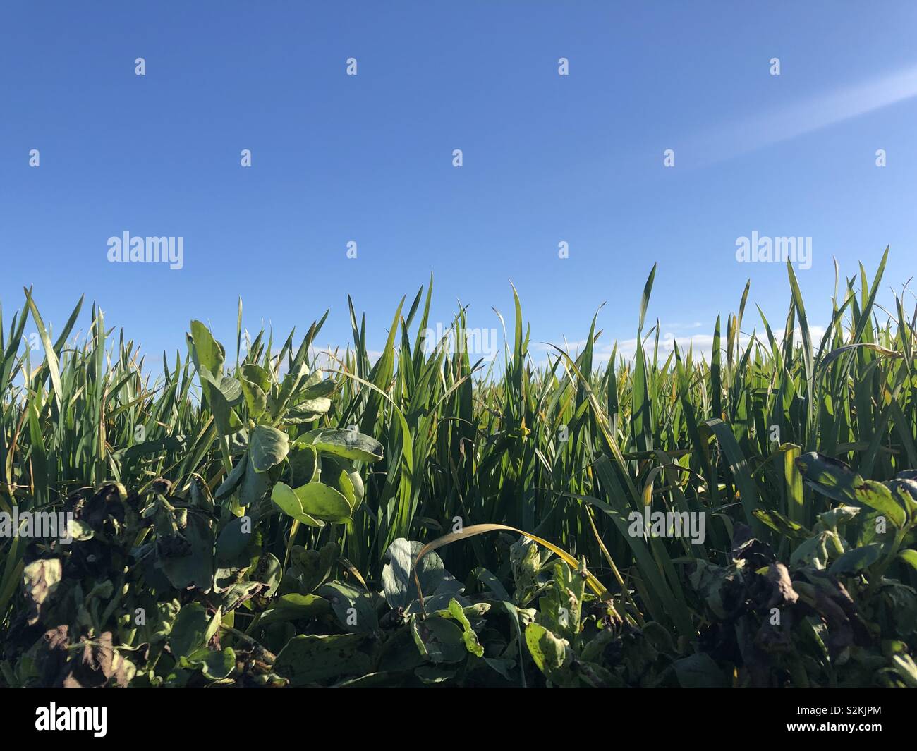 Early crops in beautiful spring weather Stock Photo - Alamy