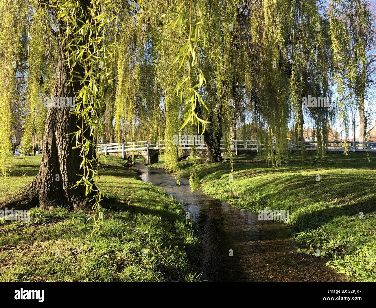 Weeping willow willows trees hi-res stock photography and images - Alamy