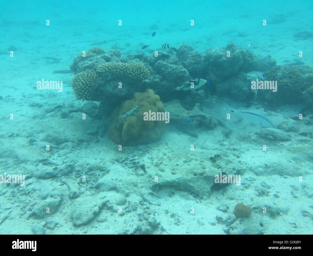 Cluster of coral undersea, Rarotonga, Cook Islands Stock Photo - Alamy
