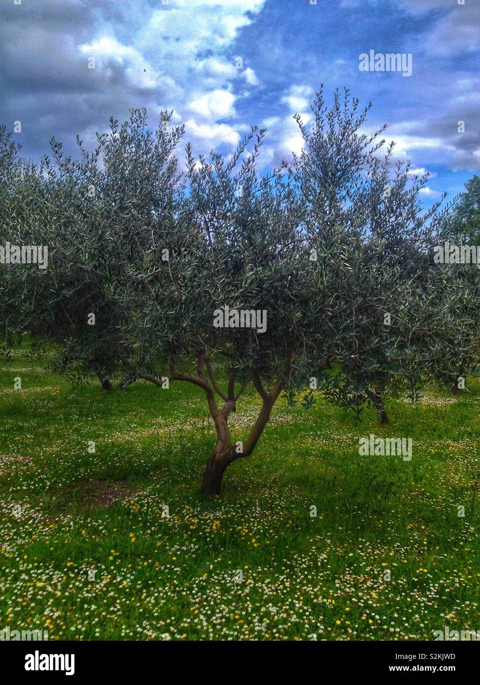 Spring flowers olive trees hi-res stock photography and images - Alamy