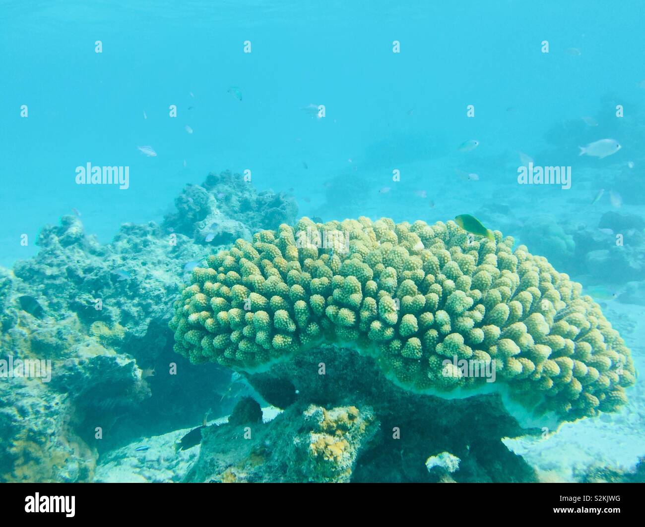Ball of coral, Rarotonga, Cook Islands Stock Photo - Alamy