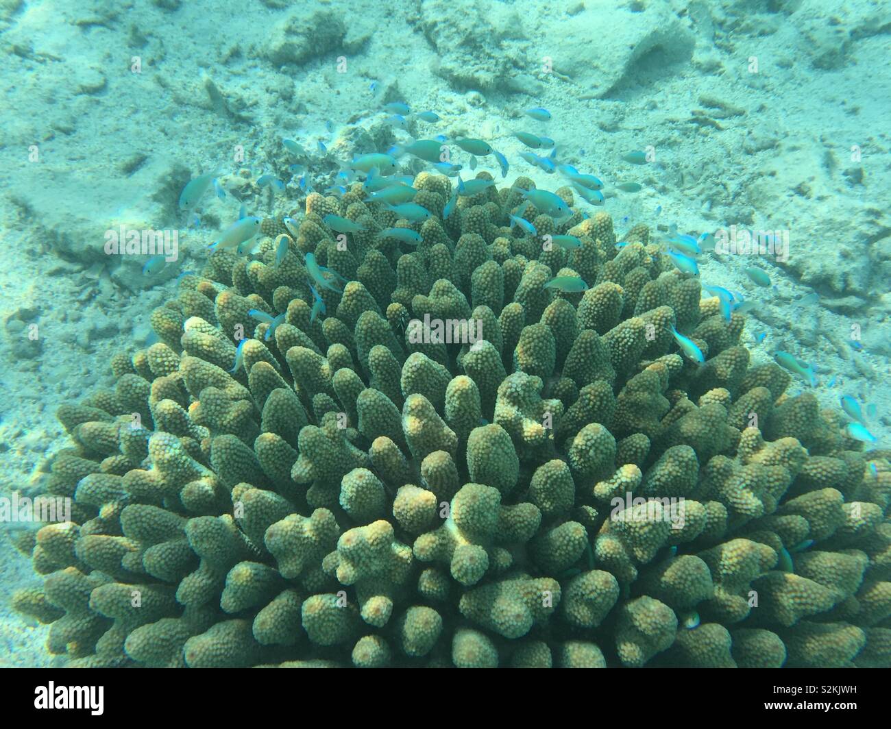 Cook islands fish hi-res stock photography and images - Alamy