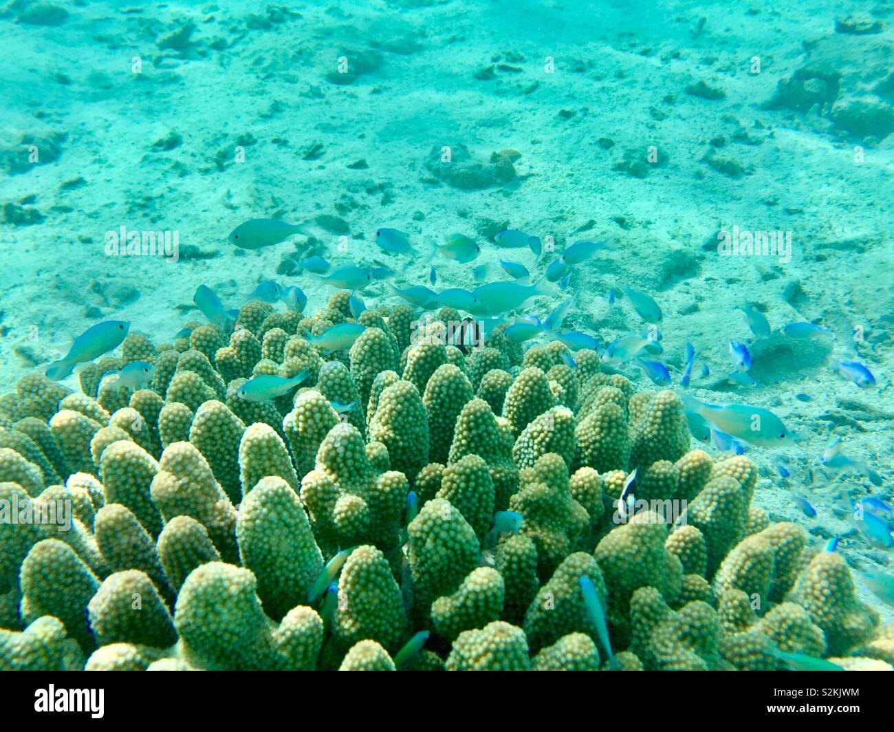 Tiny fish hiding amongst coral, Rarotonga, Cook Islands Stock Photo - Alamy