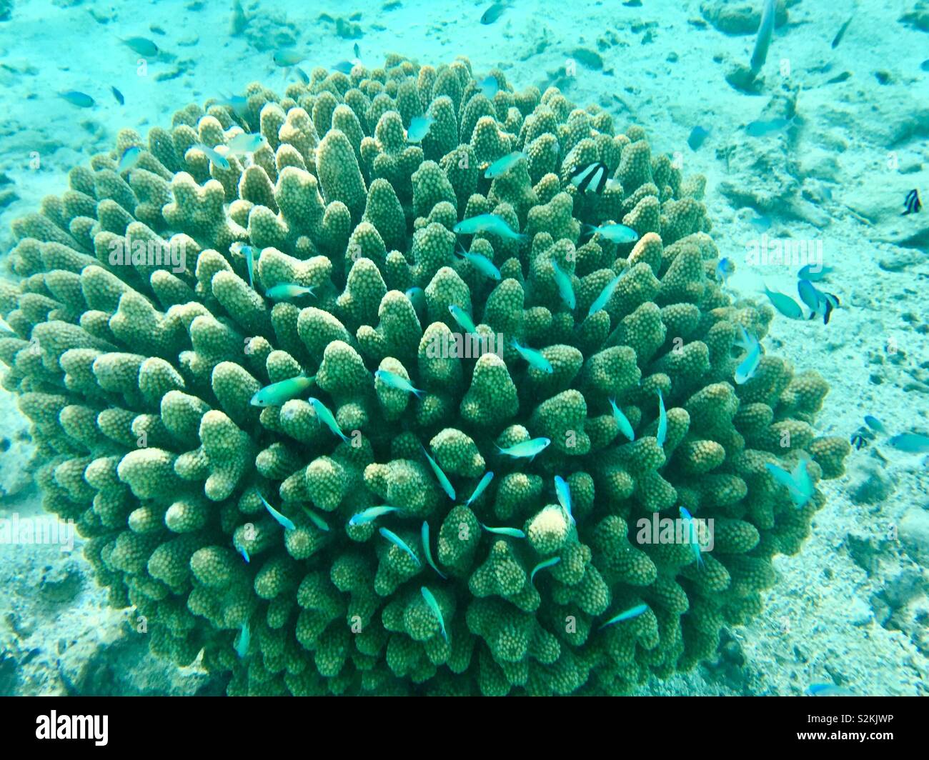 Small fish swimming around ball of coral, Rarotonga, Cook Islands Stock ...