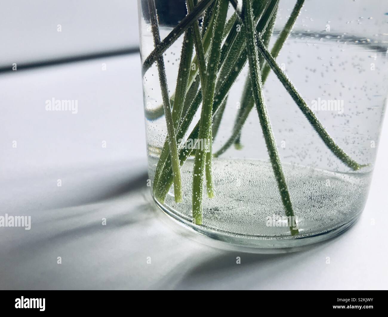 Green flower stem hi-res stock photography and images - Alamy