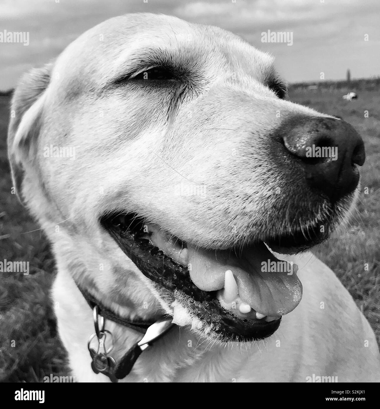 Love lab hi-res stock photography and images - Alamy