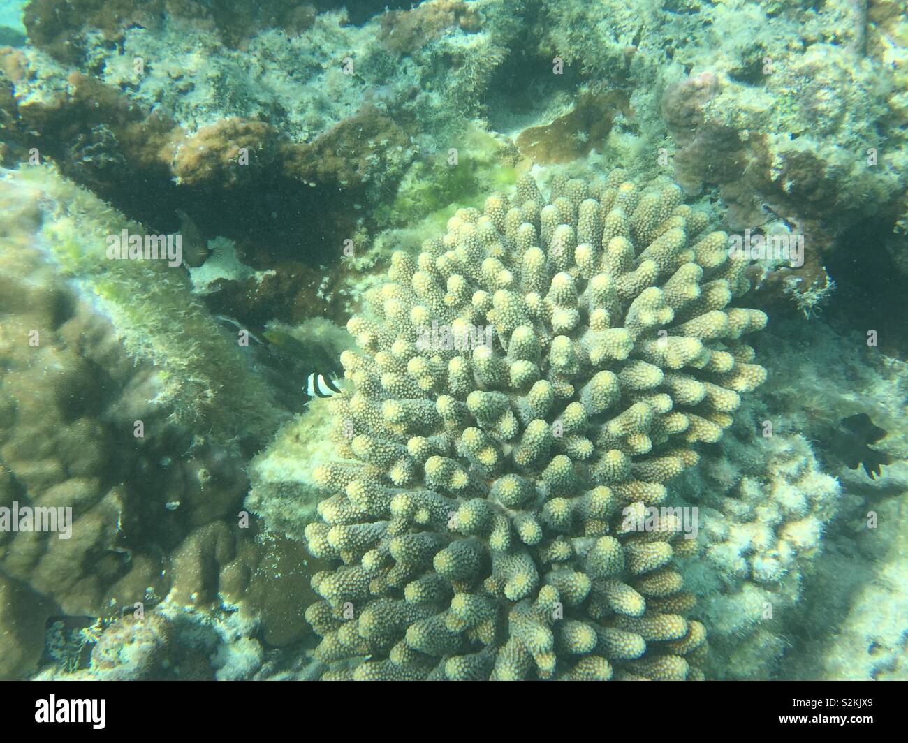 Coral undersea, Rarotonga, Cook Islands Stock Photo - Alamy