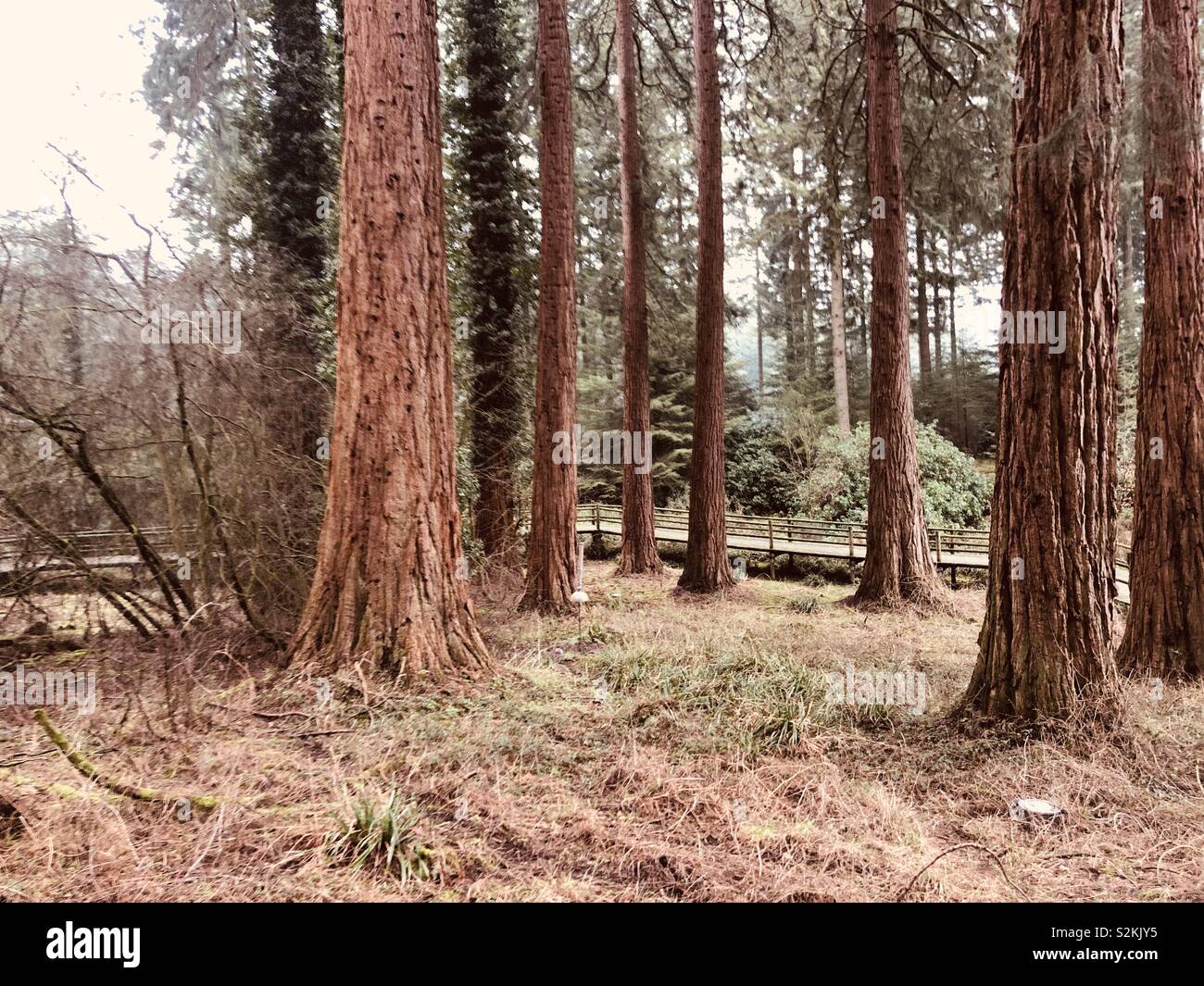 Redwood Trees Center Parcs Longleat High Resolution Stock Photography ...
