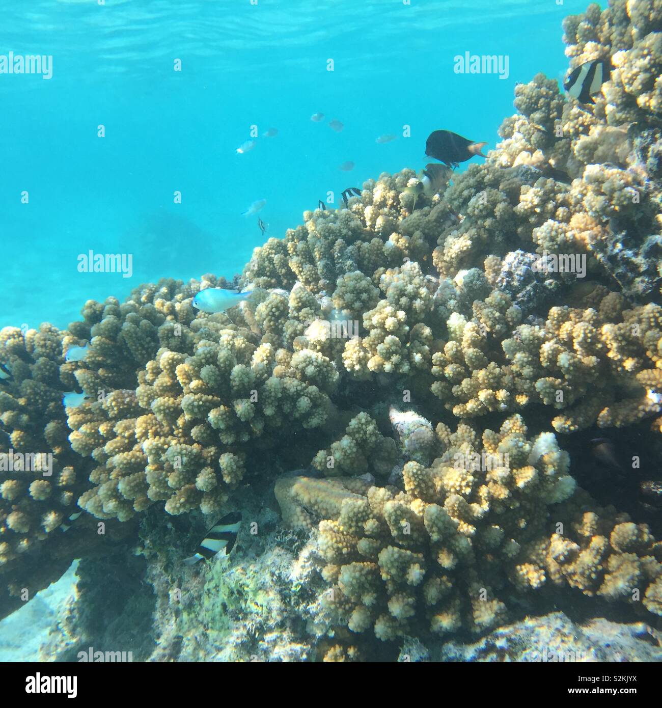 Beautiful coral islands hi-res stock photography and images - Alamy