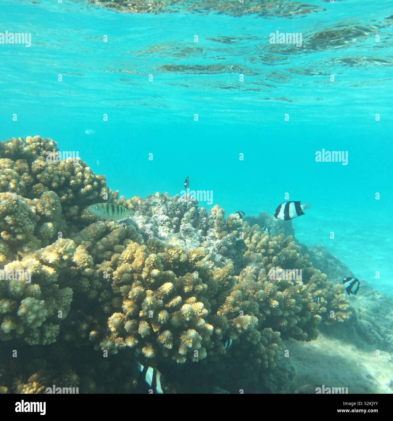 Coral reef just below surface of water, Rarotonga, Cook Islands Stock ...