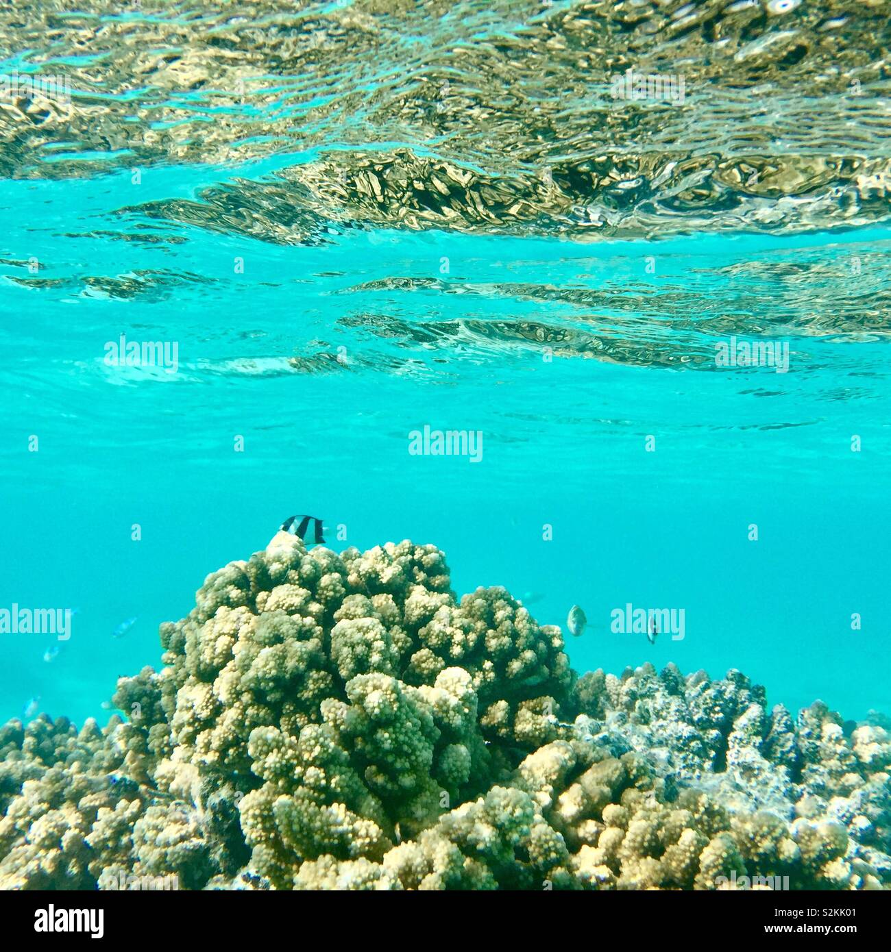 Small coral beneath the surface, Rarotonga, Cook Islands Stock Photo ...