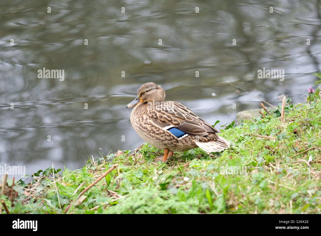Duck park hi-res stock photography and images - Alamy