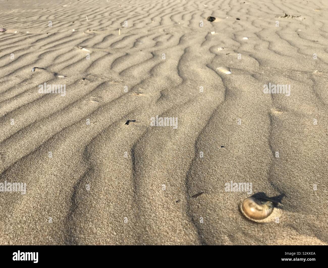 Sand snail hi-res stock photography and images - Alamy