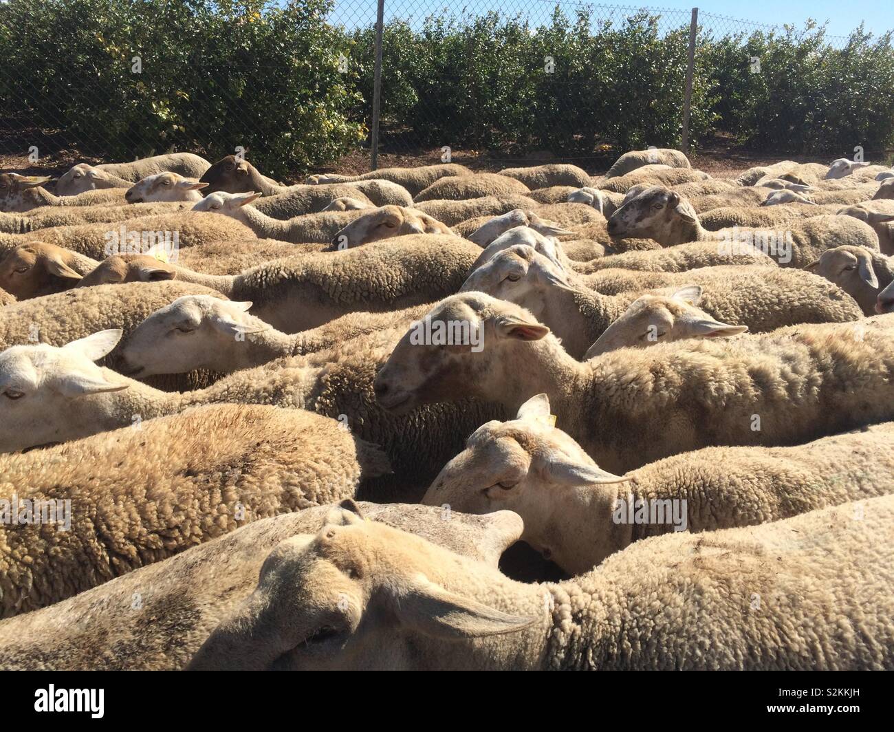 Crowd of sheep hi-res stock photography and images - Alamy