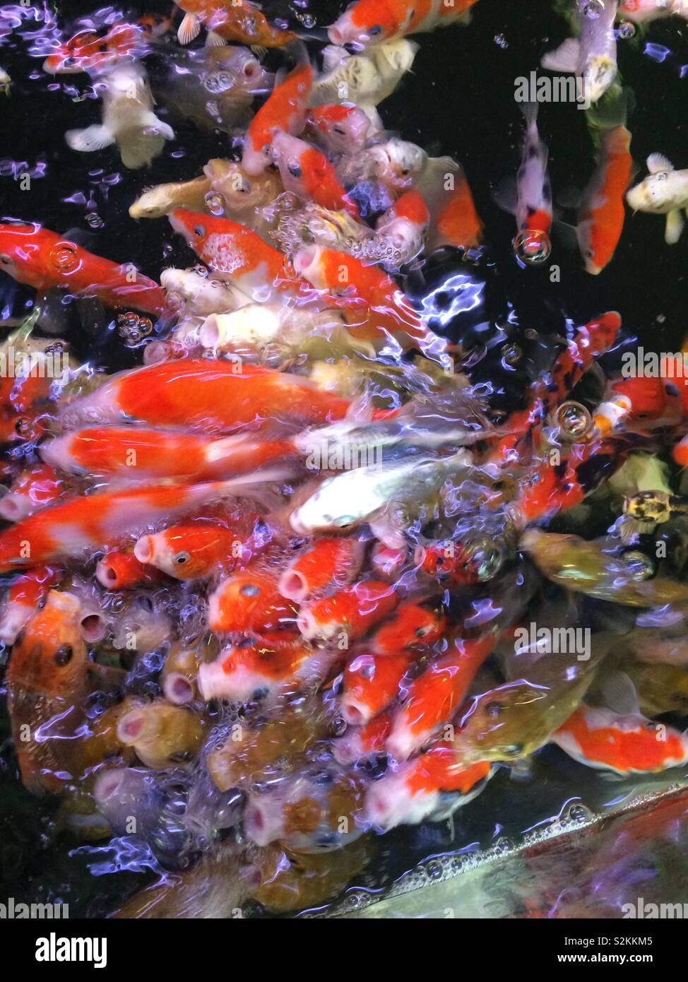 Koi carp orange hi-res stock photography and images - Alamy