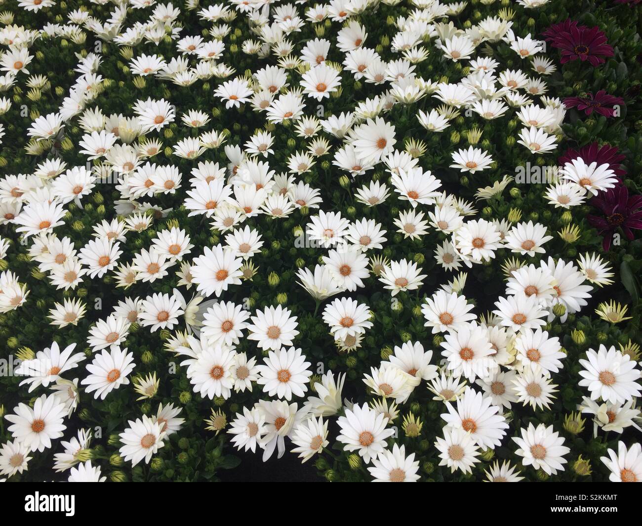 Daisy type hi-res stock photography and images - Alamy