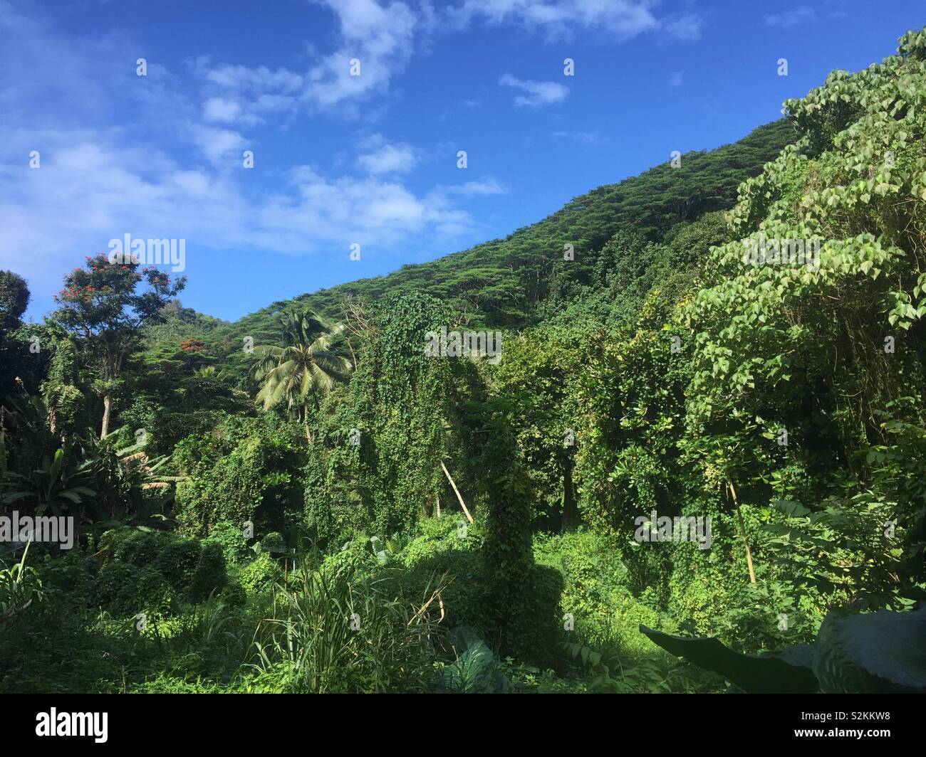 Polynesian triangle hi-res stock photography and images - Alamy