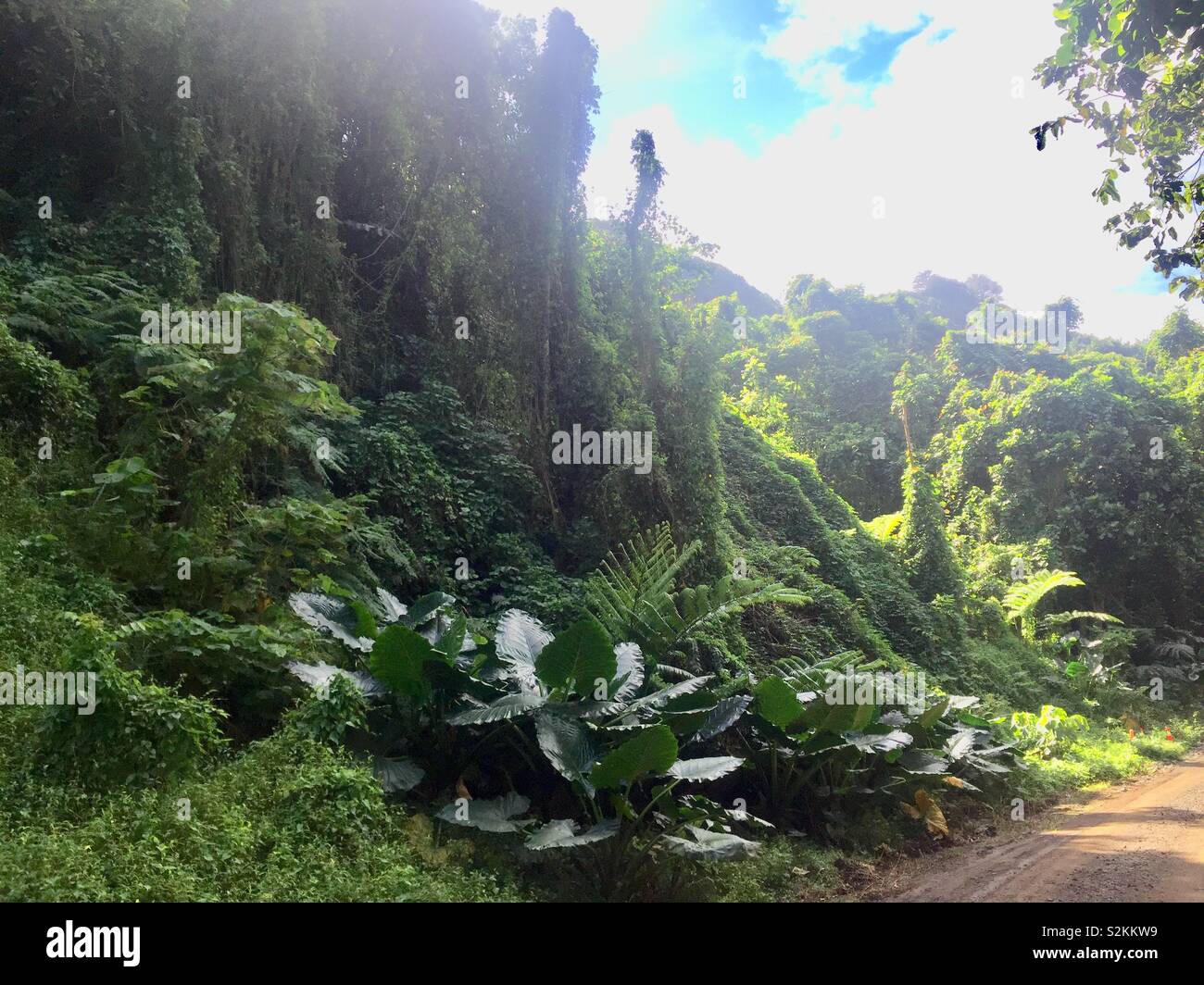 Ferns and greenery along hiking path in rarotonga, Cook Islands Stock ...