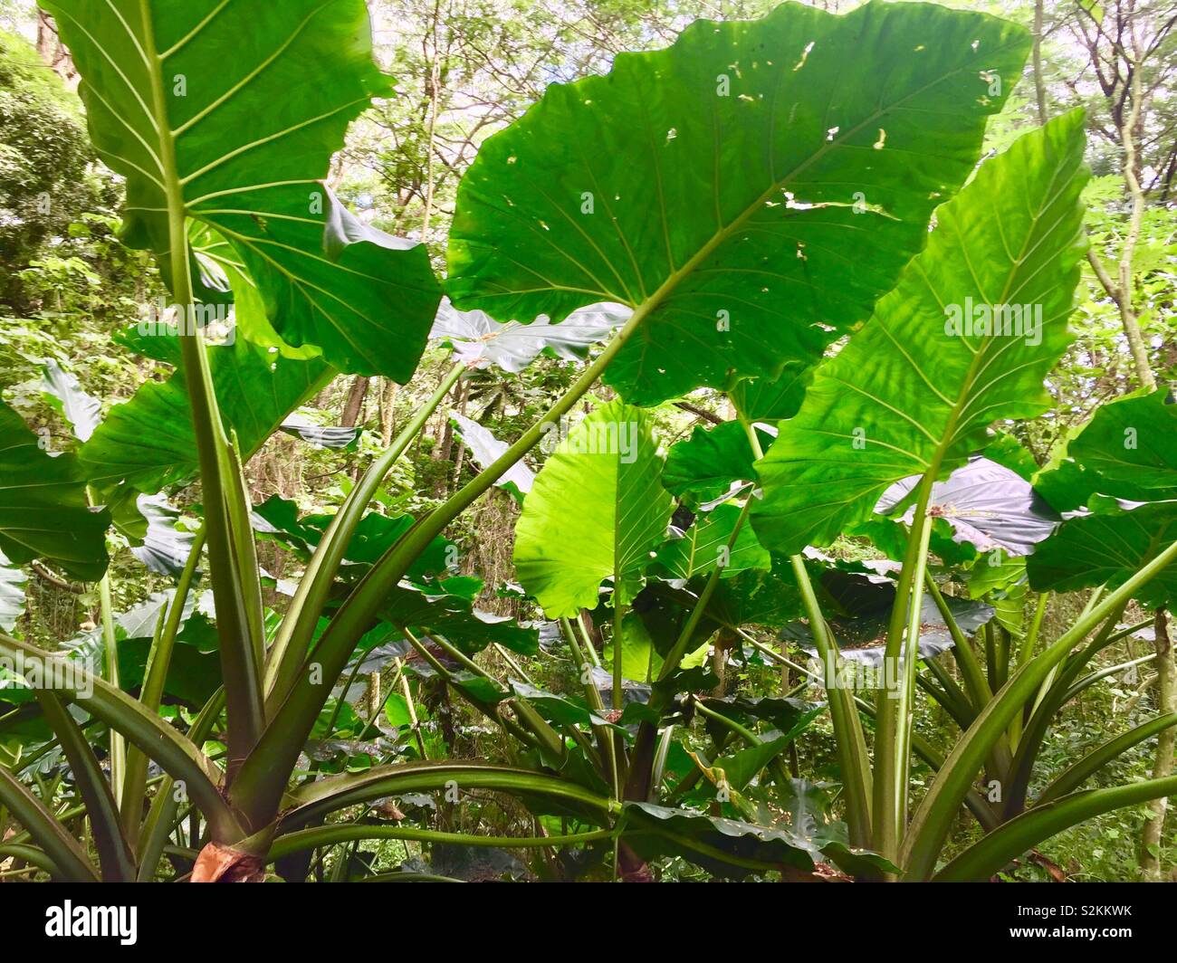 Large tropical leaves, Rarotonga, Cook Islands Stock Photo - Alamy