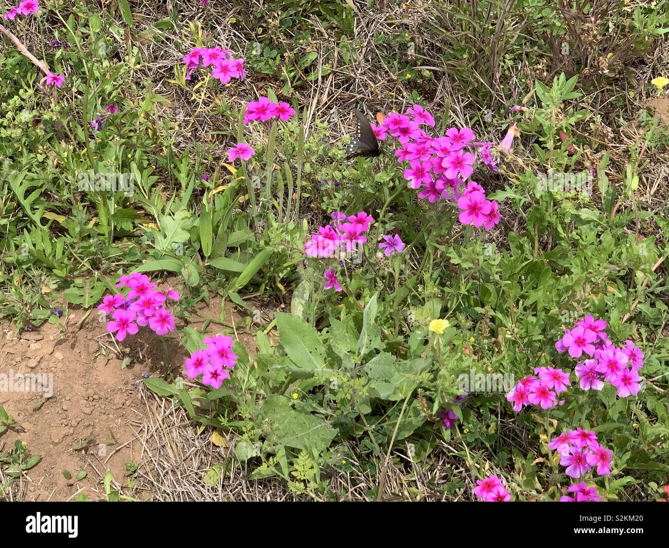 Wildflowers In Early Spring Stock Photo - Alamy