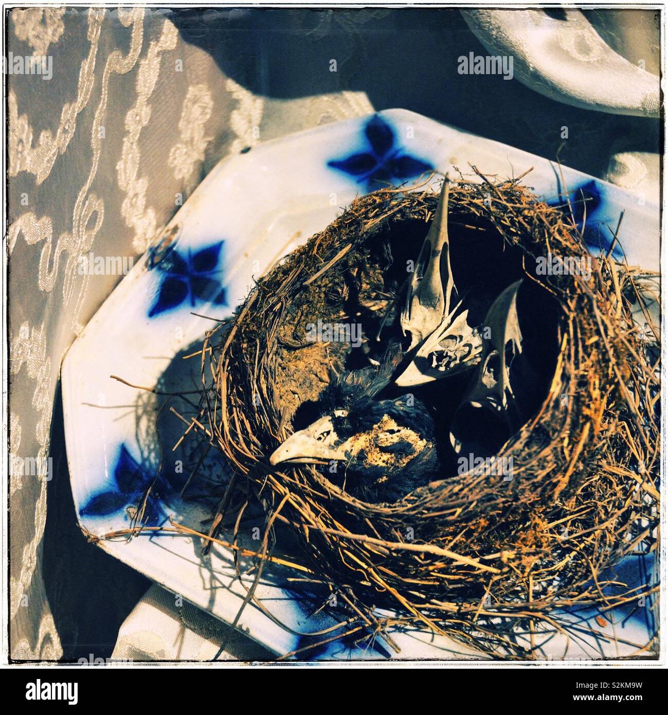Spooky birds nest and bones Stock Photo - Alamy