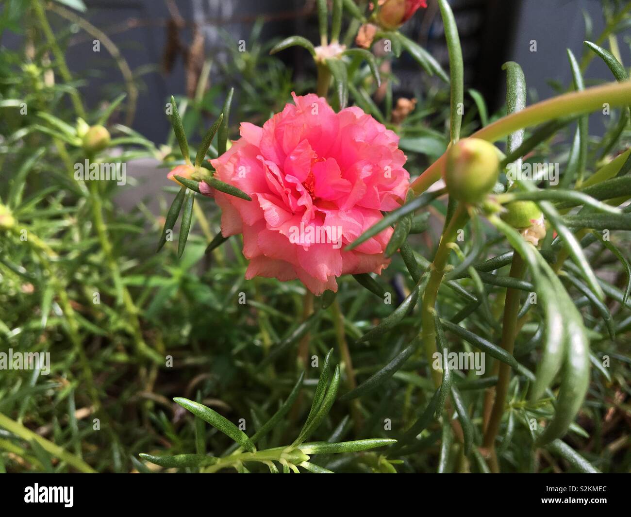 Bunga ros hi-res stock photography and images - Alamy